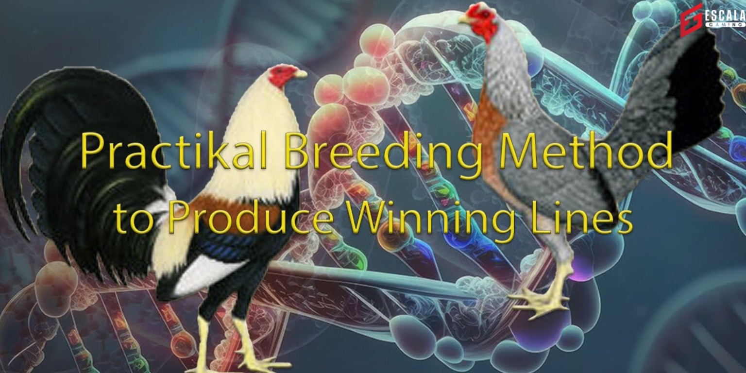 Best Mastering: Breeding Techniques for Top-Tier Rooster!